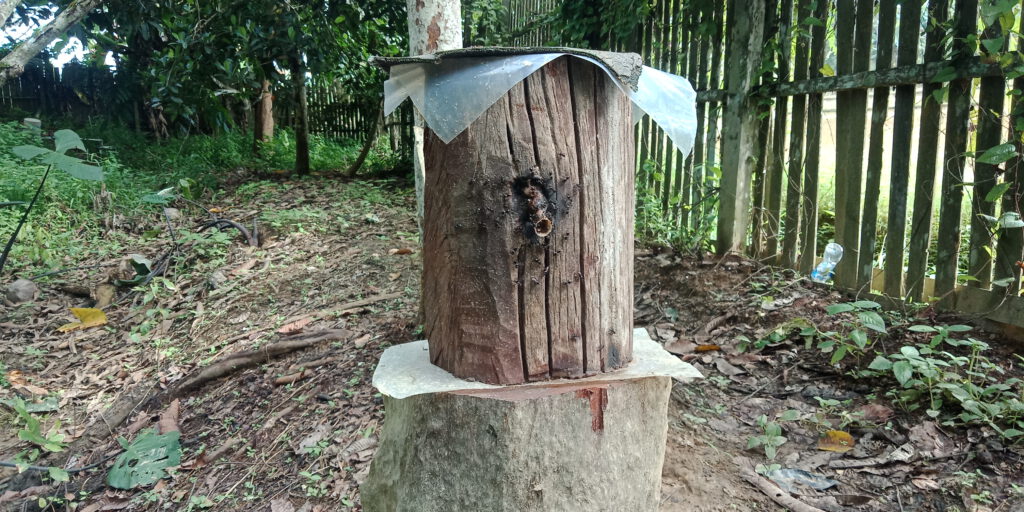 Koloni lebah Kelulut H.Itama log orisinil – Ladang Ternakan Kelulut